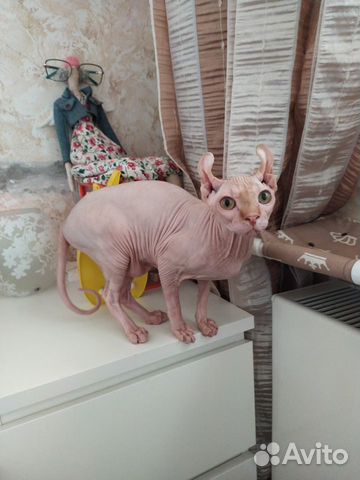 Вязка сфинкс эльф