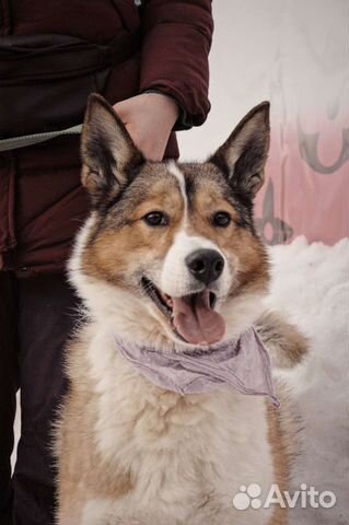 Собака Мика ищет дом