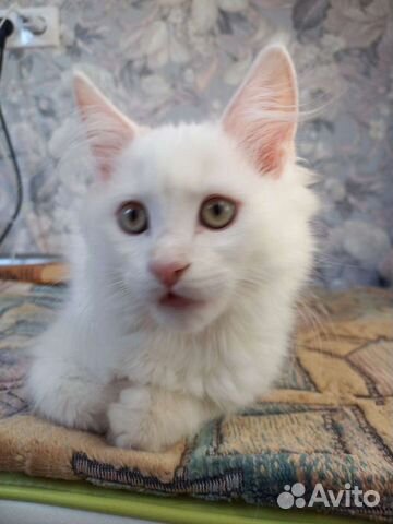 Котенок 3 месяца мальчик