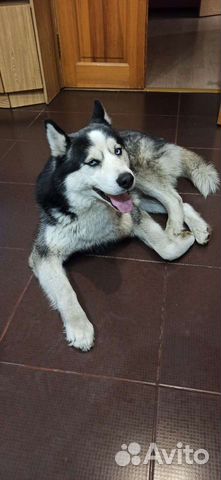 Сибирский хаски найден