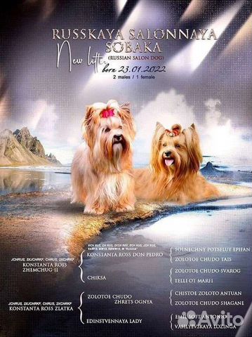 Щенки Русской салонной собаки