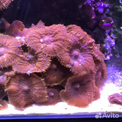 Коралл (родактис )