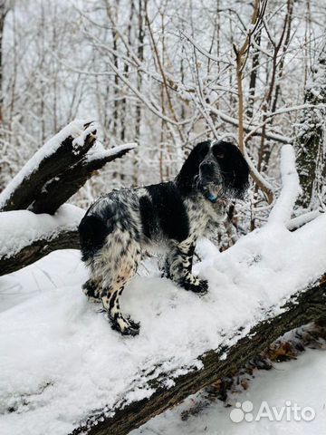 Русский охотничий спаниель вязка