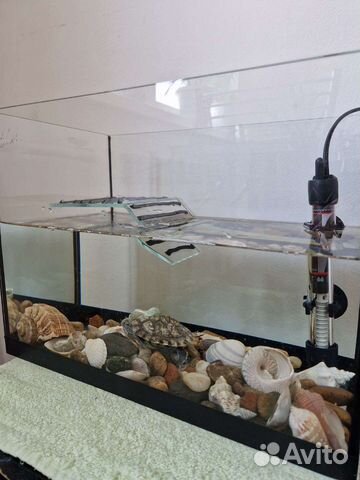 Красноухая черепаха