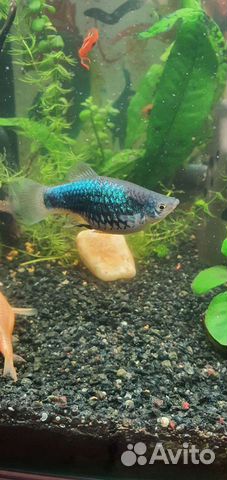 Рыбки пецилии