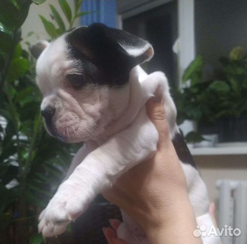 Французский бульдог щенки