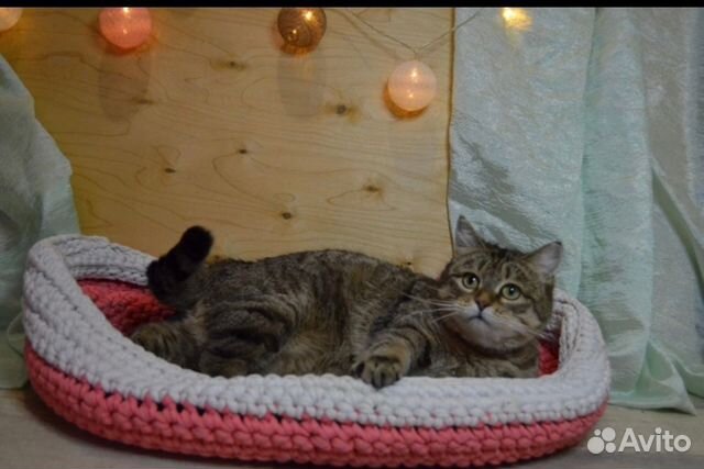 Кошка Дейзи ищет очень дом Живет в клетке