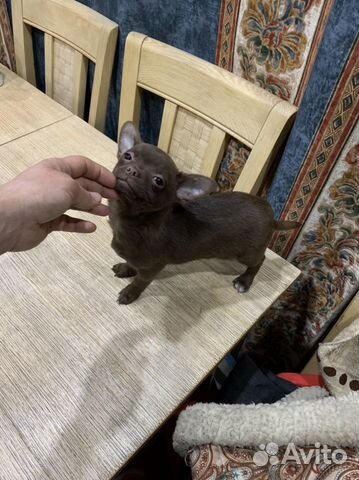 Чихуахуа мальчик Шоко Ладный