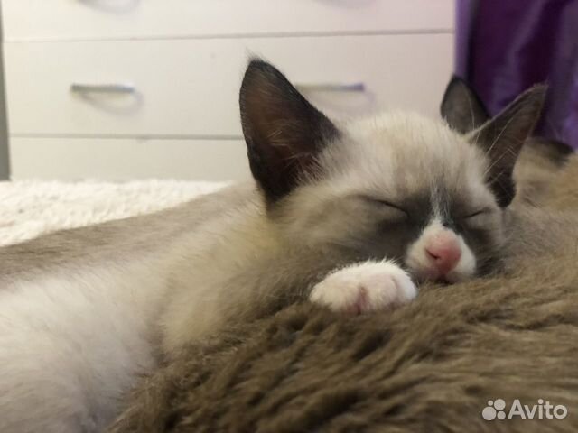 Котенок сноу шу