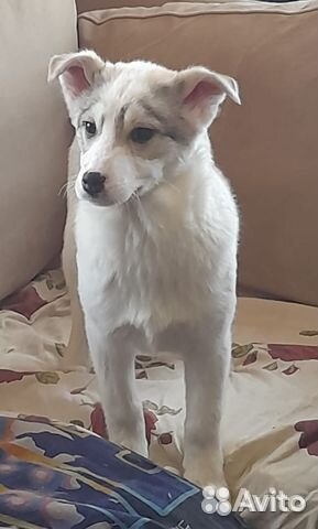 Щенок Красавчик метис с хаски в добрые руки