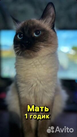 Балинезийские котята