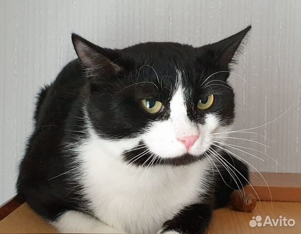 Котик Мар-сик в дар