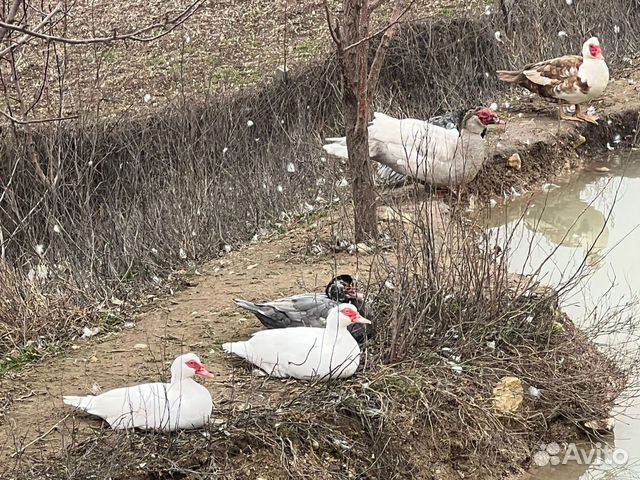 Индоутки, утки-шипуны