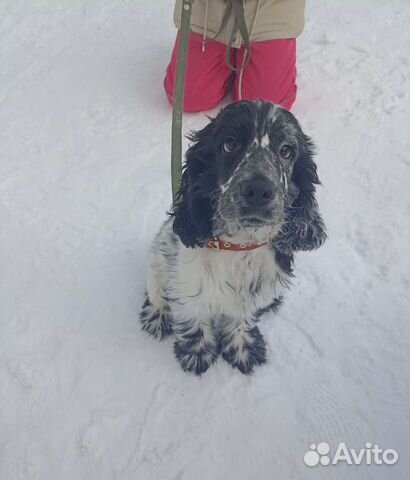 Английский спаниель
