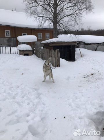Западно сибирская лайка