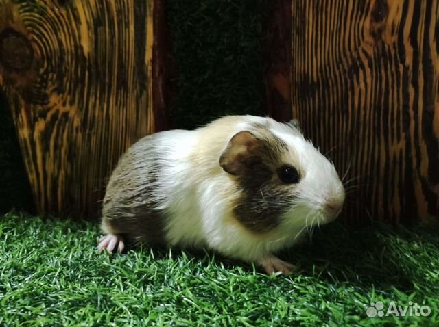 Морская свинка