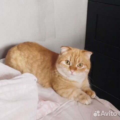 Кошка манчкин/ скоттиш килт