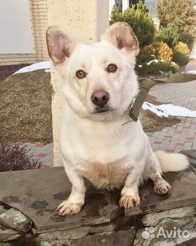 Девочка - коротколапик