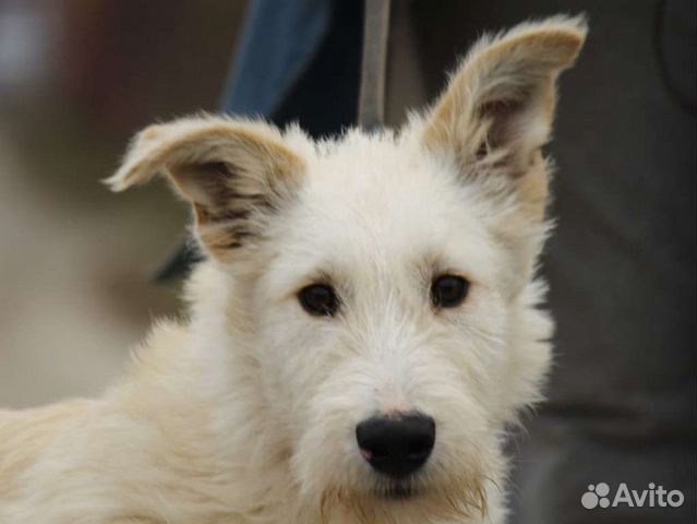 Добрыня ищет дом