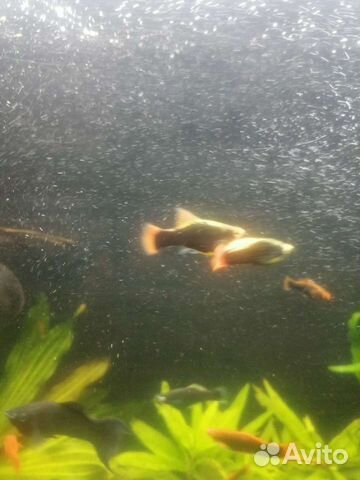 Гавайская пицилия