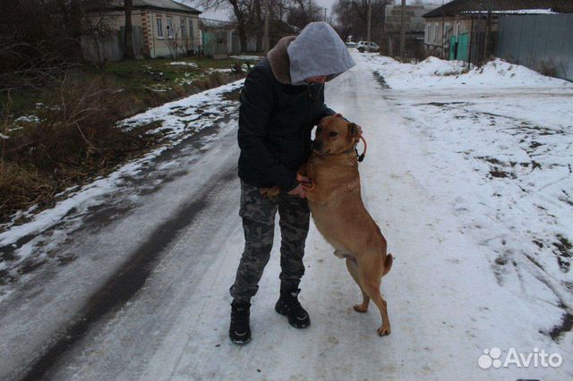 Пес Филип ищет дом