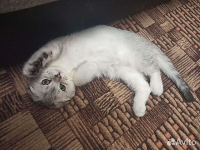 Ласковый мурчалка