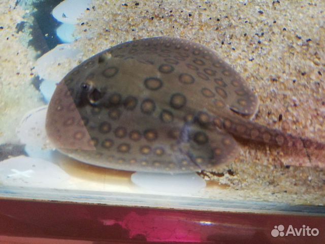 Скат моторо