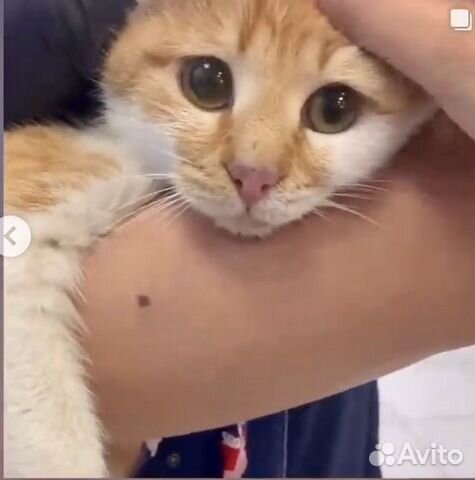 Рыжему котёнку- девочке грозит улица