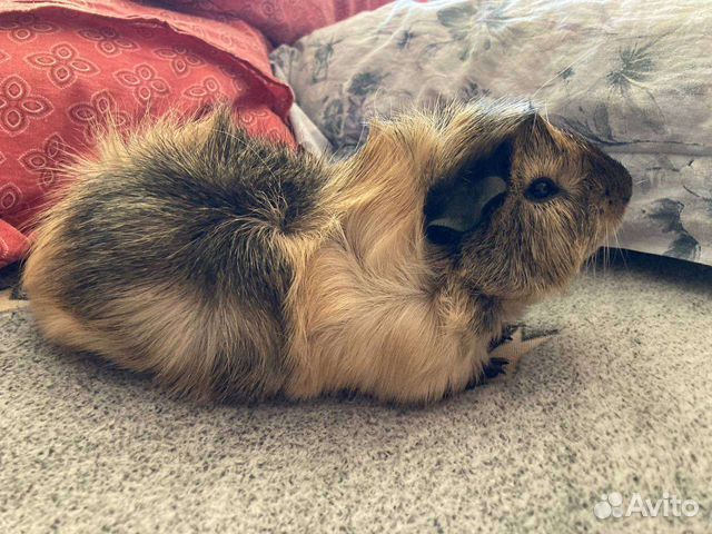 Морская свинка очаровательный малыш