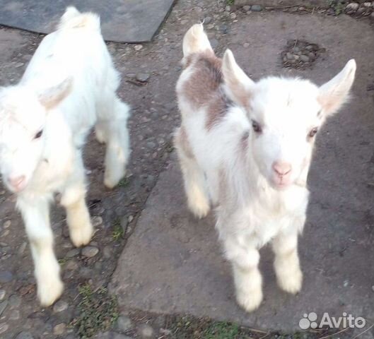 Козлята