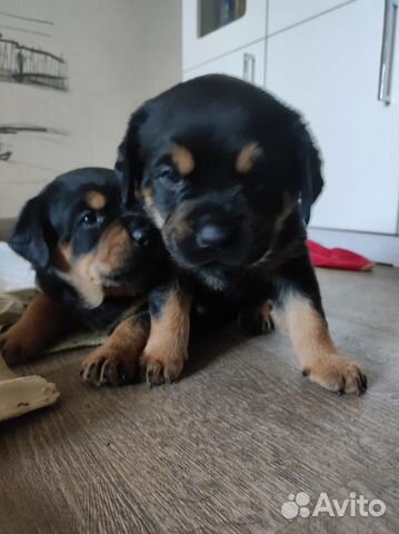 Щенки ротвейлера продажа