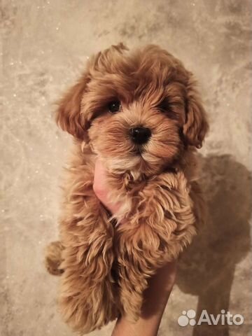 Мальтипу Ф1 шикарный парень мини