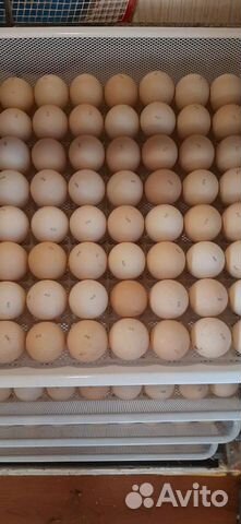 Инкубационное яйцо бройлера росс 308 Россия