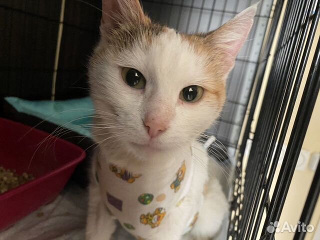 Кошечка в добрые руки