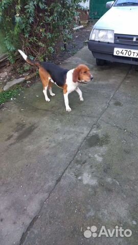 Эстонская гончая