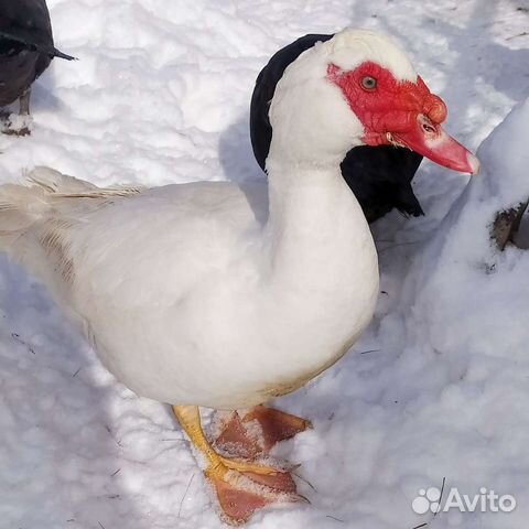 Мускусные утки семьи