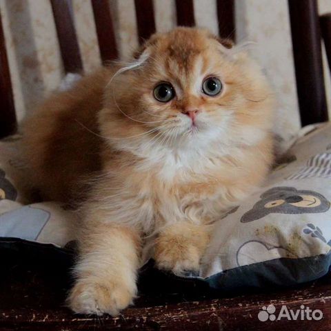 Хайленд фолд Симба