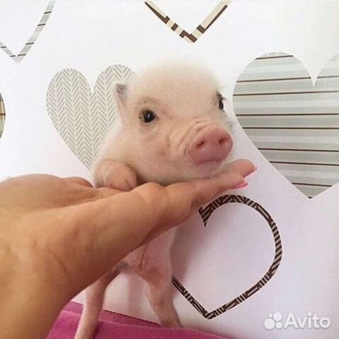 Мини пиги, микро пиги