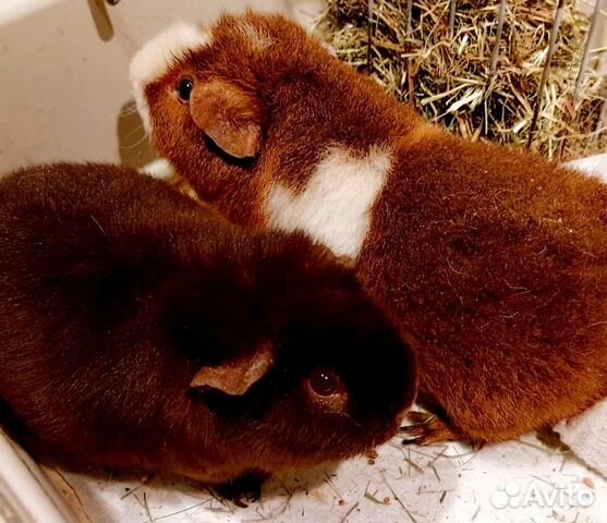 Морская свинка американский тедди