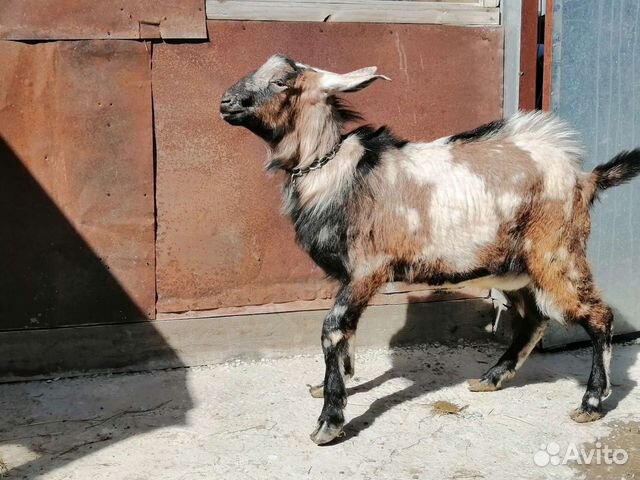 Англо нубийский козел