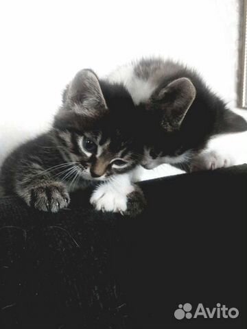 Кошки бесплатно