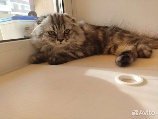 Вислоухий шотландец