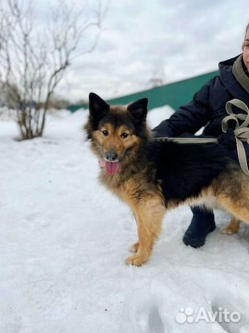 Ежевика ждет своих хозяев