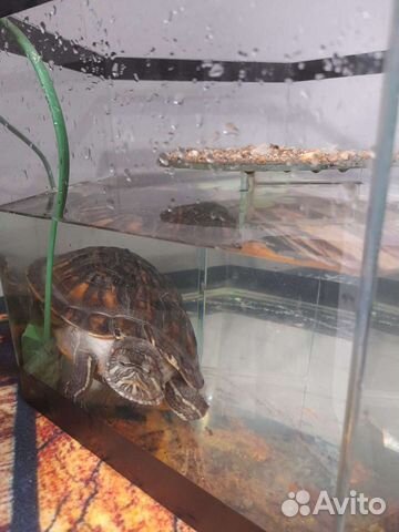 Красноухая черепаха с аквариумом