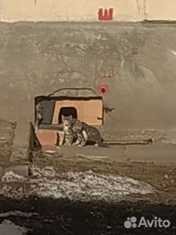 Двухмесячные котята из подвала ищут дом