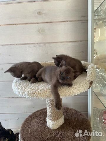 Бурманские котята