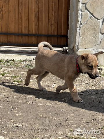 Щенок вырастит маленькой собачкой