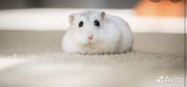 Джунгарский хомяк