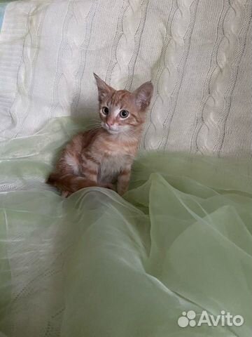 Маленький Тотошка ищет семью