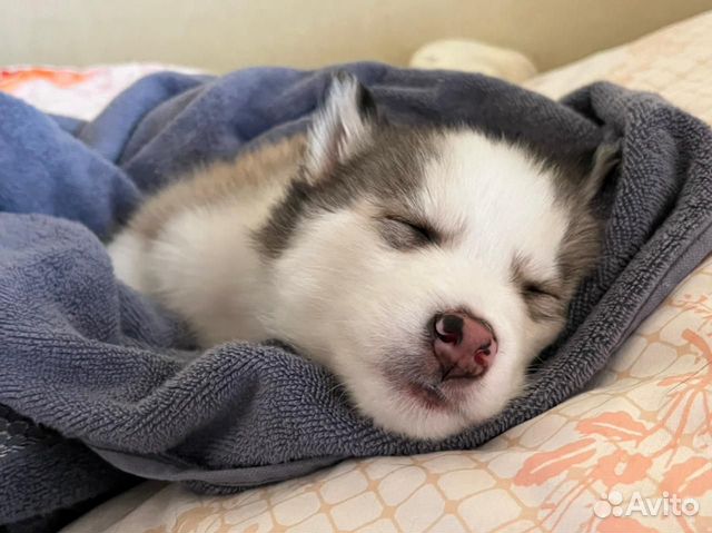 Щенок Сибирский хаски, девочка